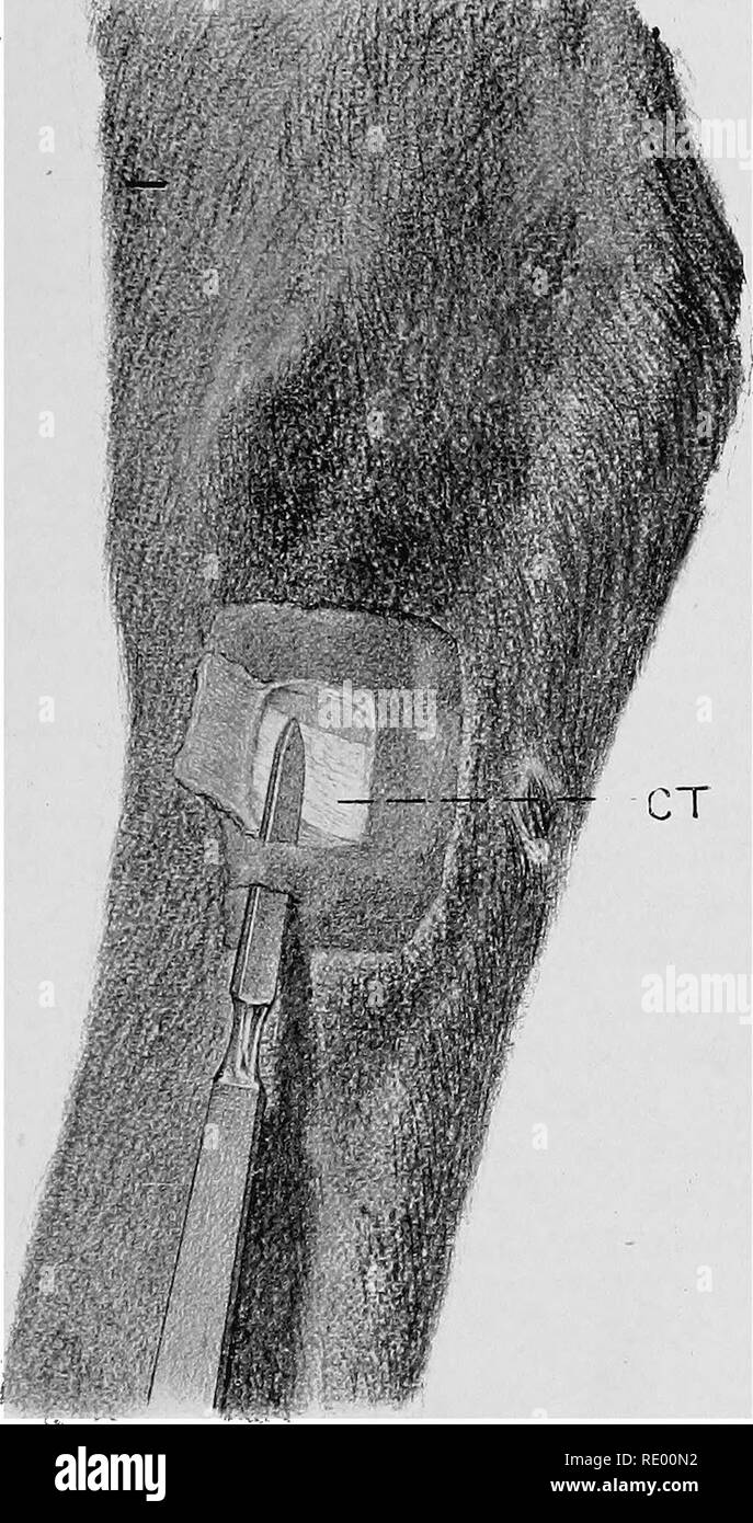 . Surgical and obstetrical operations. Veterinary surgery. FIG. 51 ...