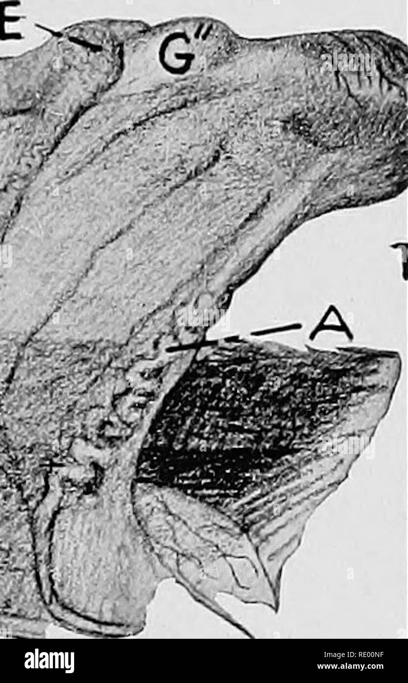 . Surgical and obstetrical operations. Veterinary surgery. UA