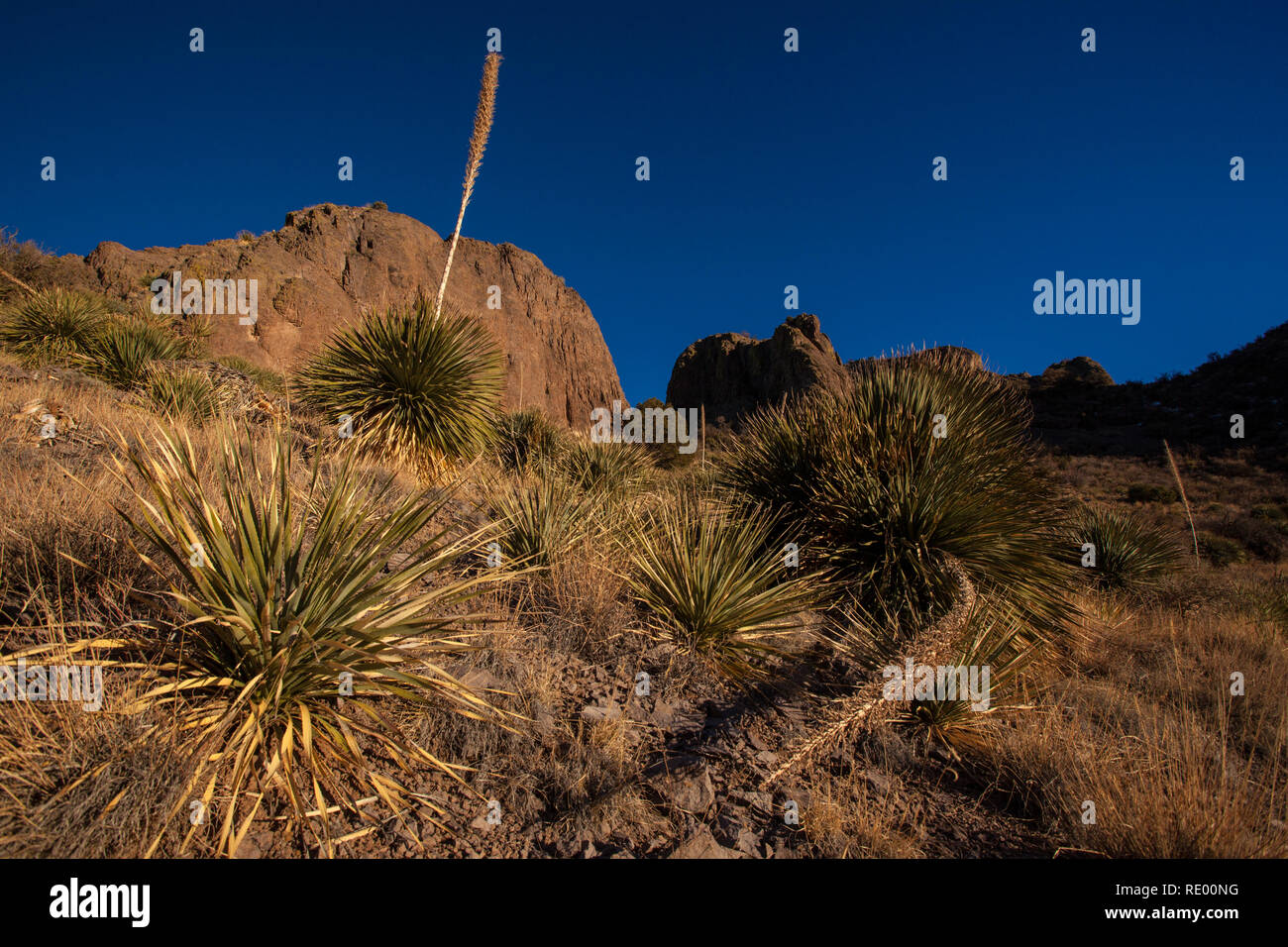 A half moon sits in deep blue skies above a yucca in Soledad Canyon ...