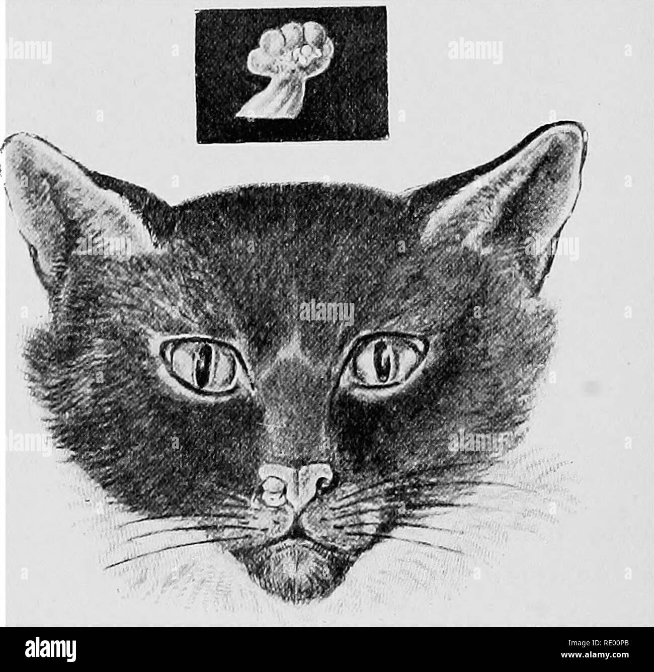 Half Cat Half Dog Drawing