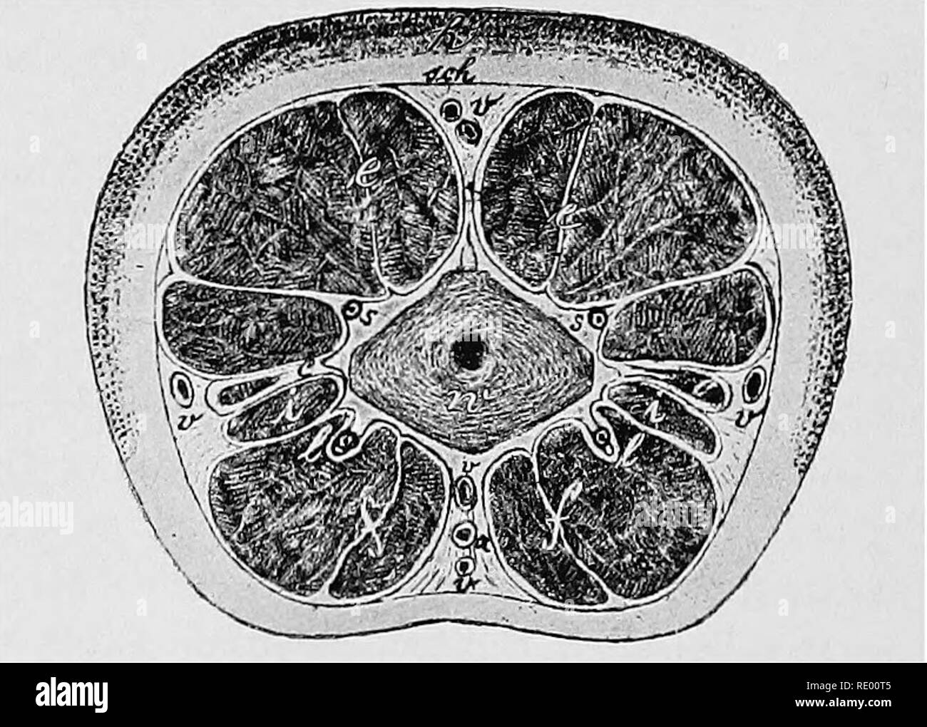 Coccygeus muscle Black and White Stock Photos & Images - Alamy