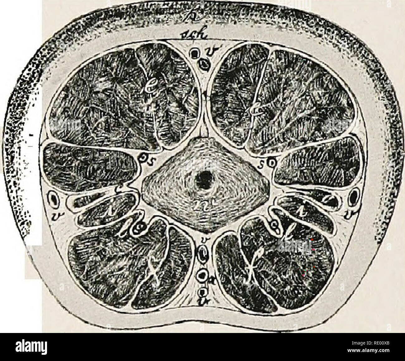 Caudal muscle hi-res stock photography and images - Alamy