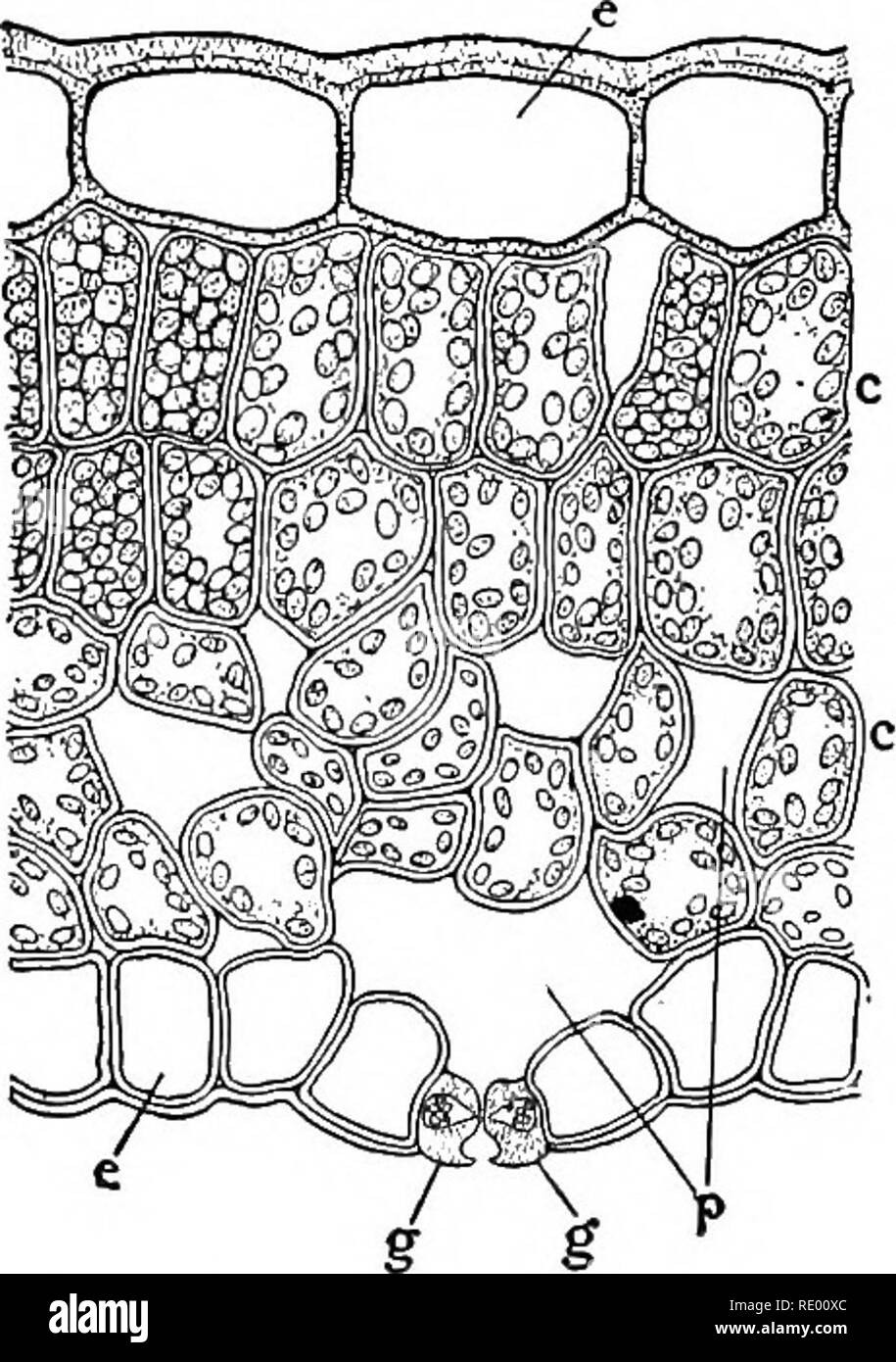 Epidermal Cells Guard Cells