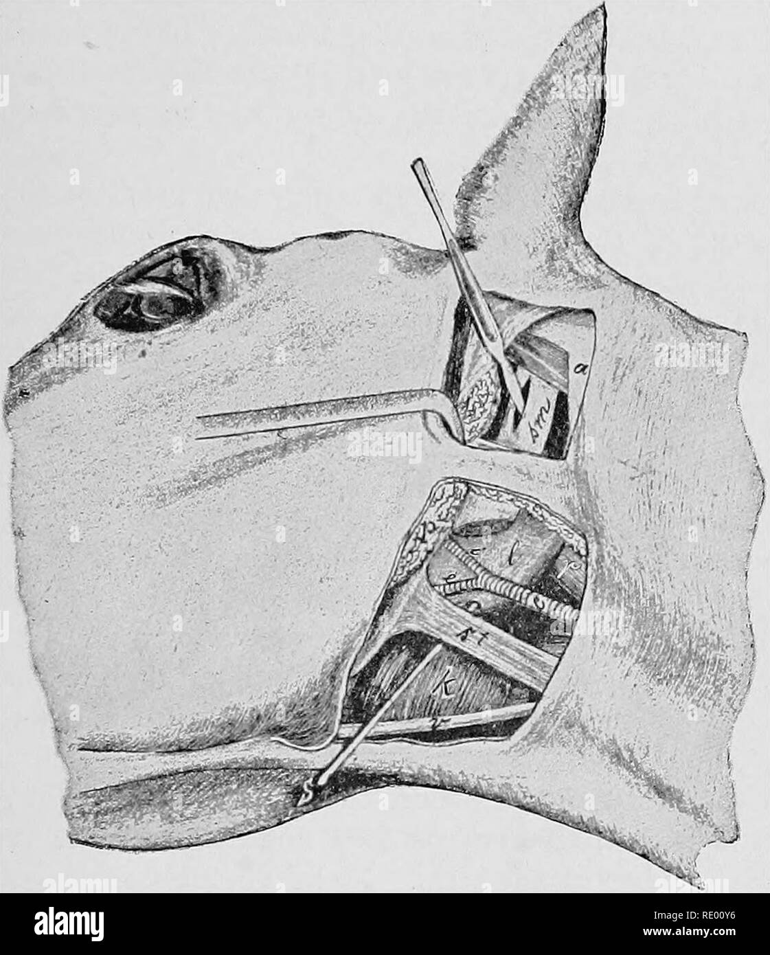 External maxillary artery Black and White Stock Photos & Images - Alamy