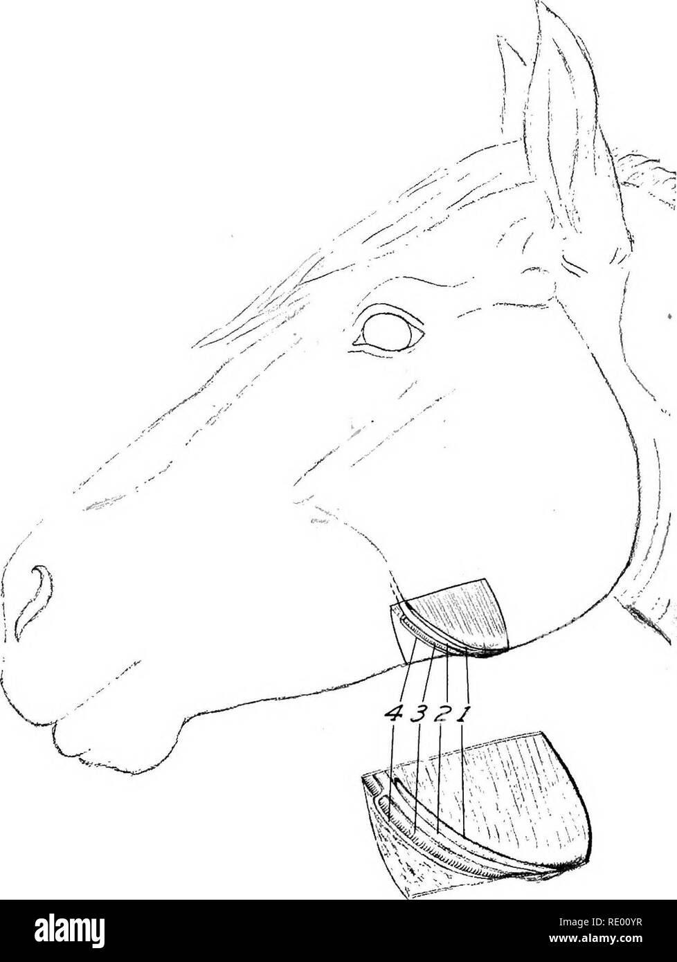 External maxillary artery Black and White Stock Photos & Images - Alamy