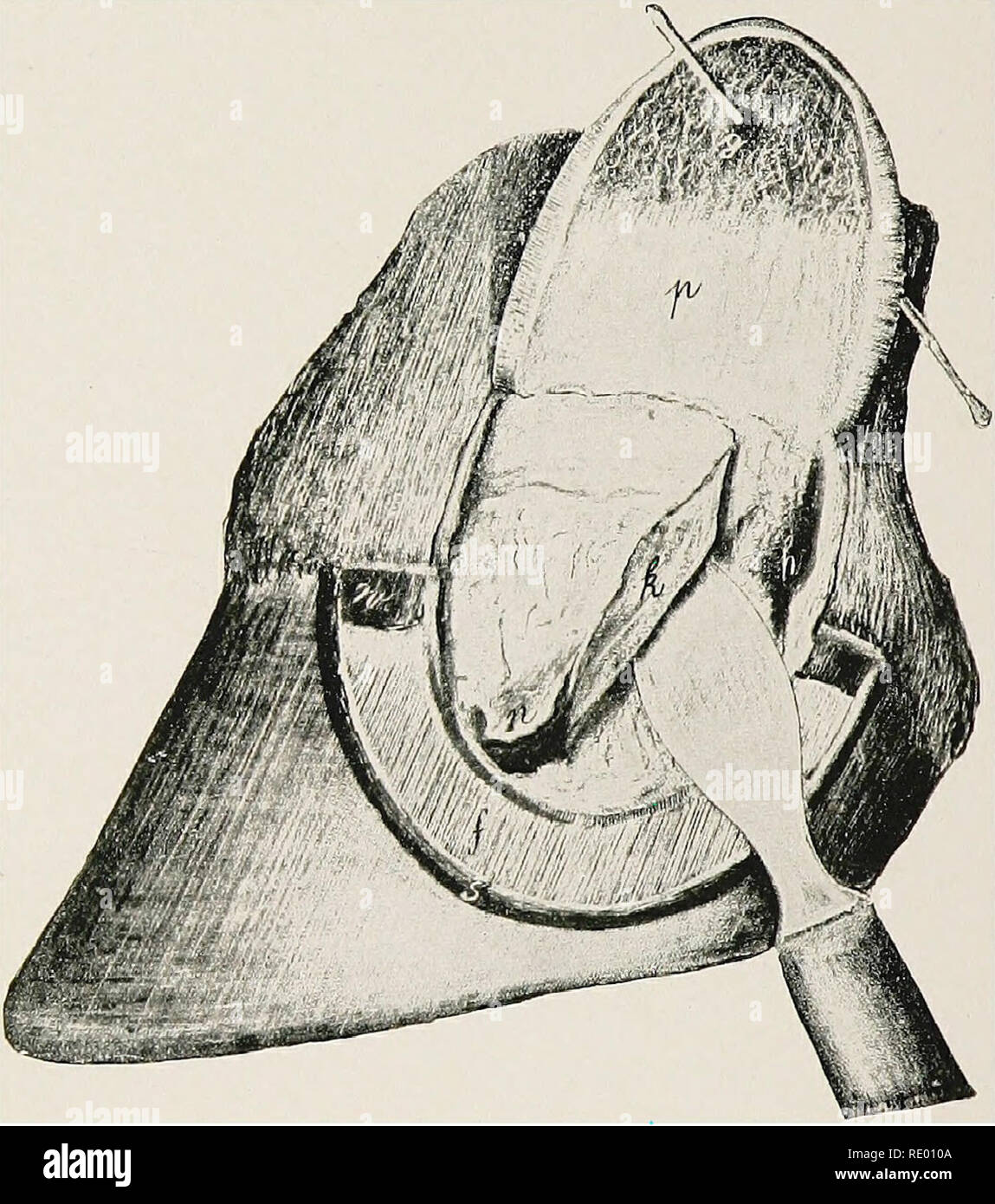 . Surgical and obstetrical operations, for veterinary students and ...