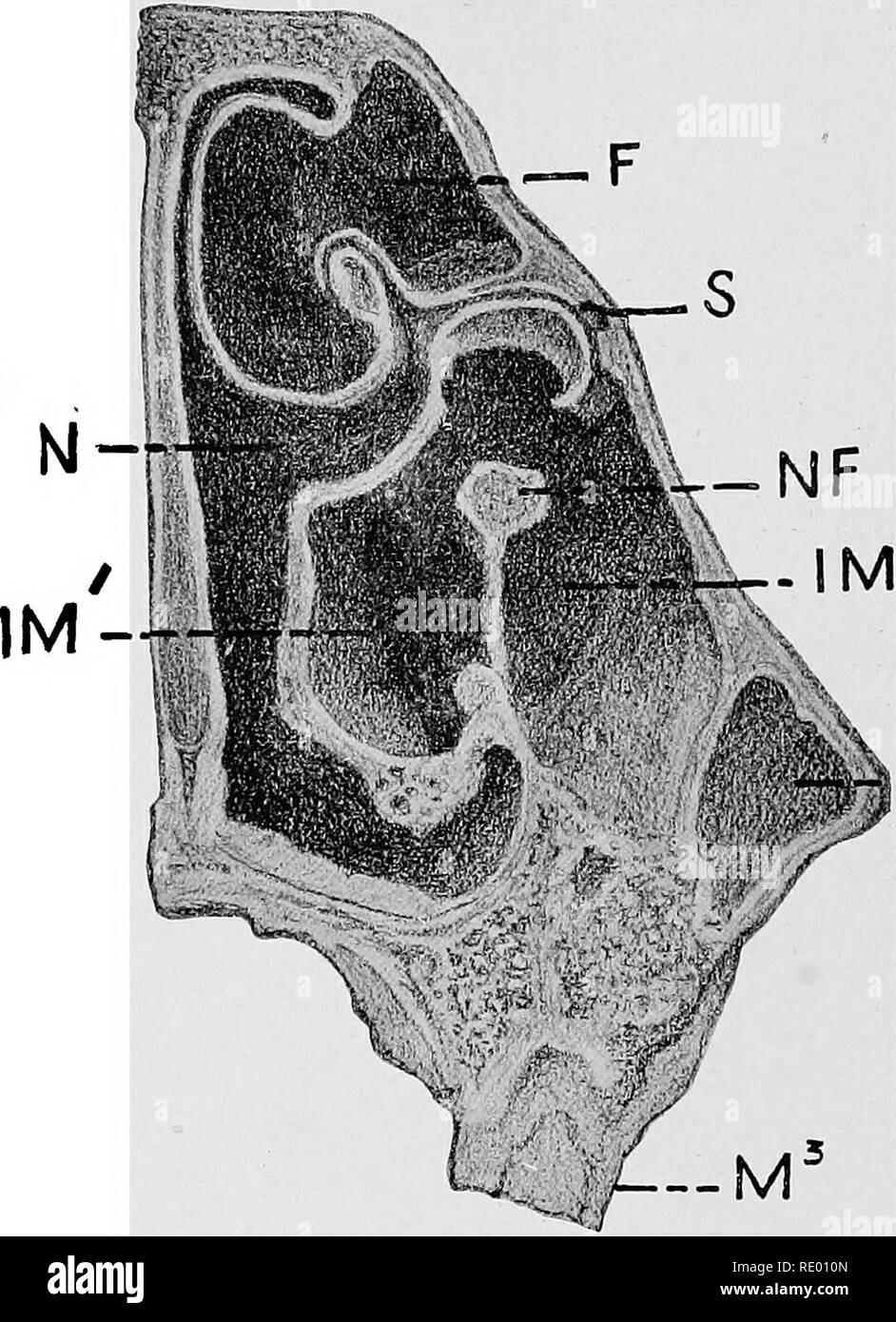 . Surgical and obstetrical operations. Veterinary surgery. — SM FIG. 10 ...