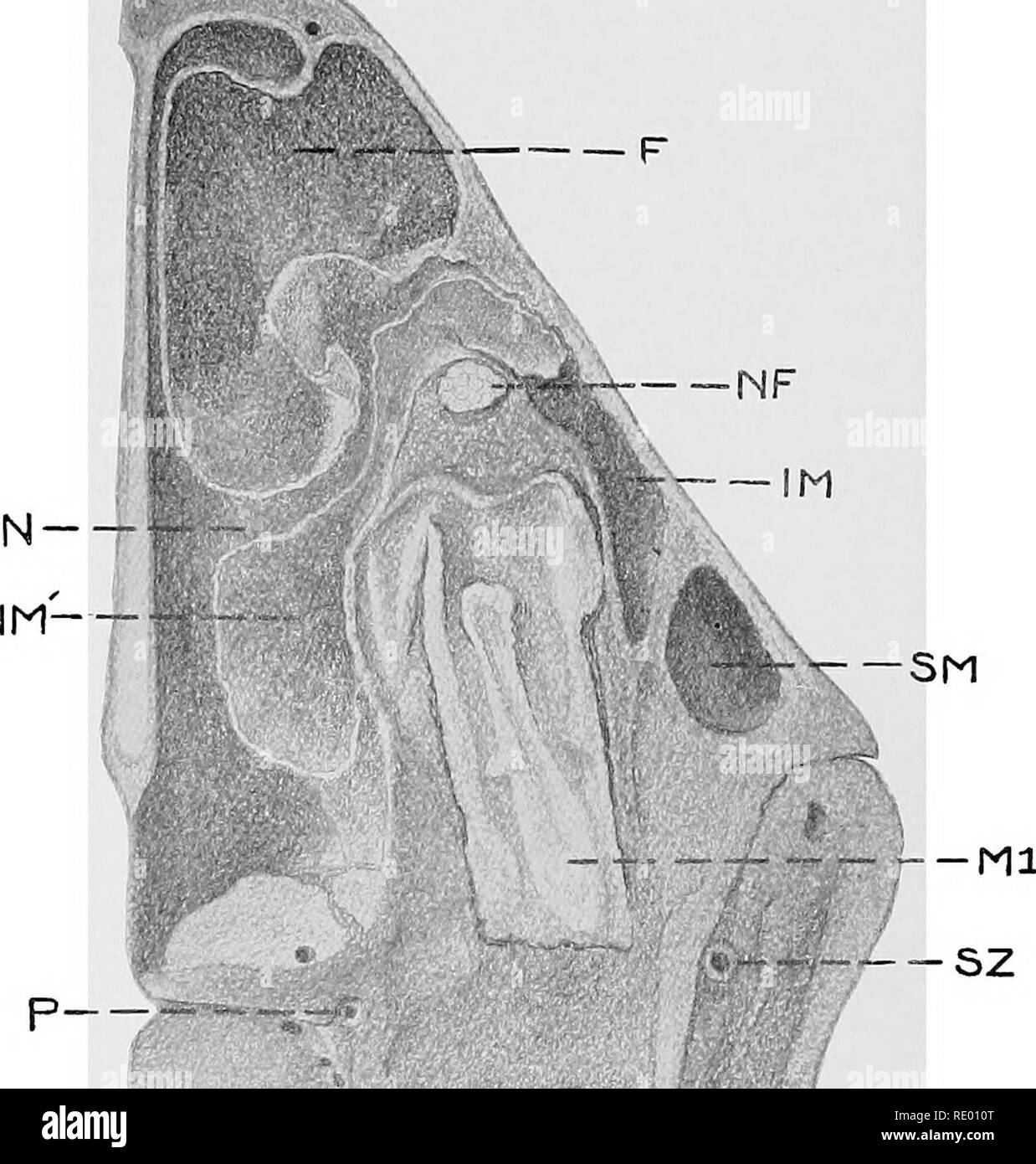 Maxillary first molar Black and White Stock Photos & Images - Alamy