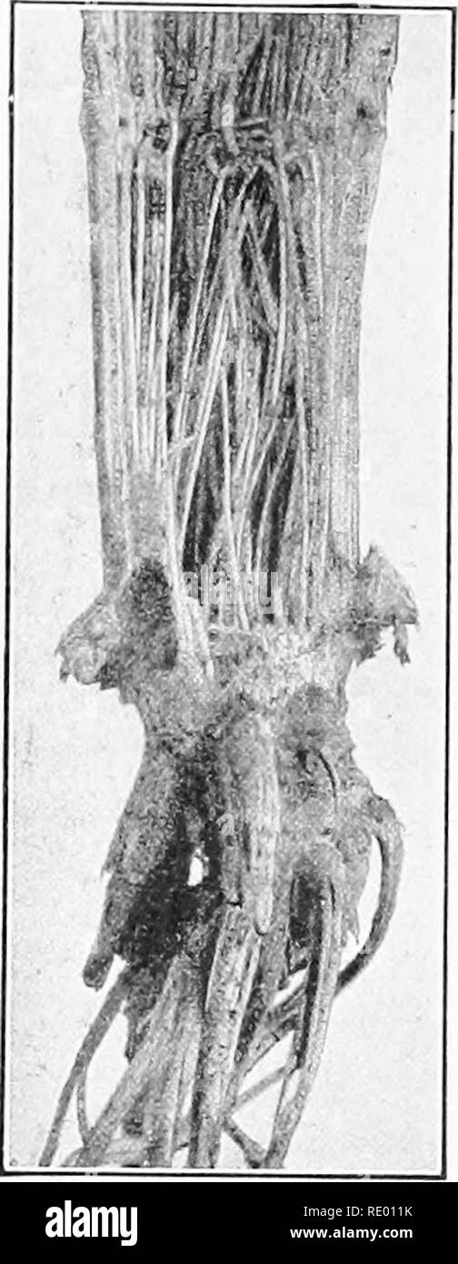 Longitudinal cross section of the stem Black and White Stock Photos ...