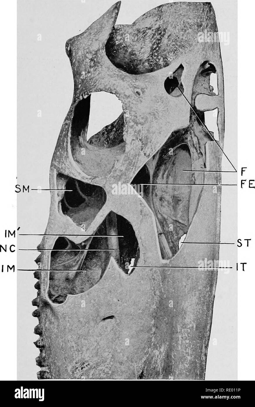 . Surgical and obstetrical operations. Veterinary surgery. FIG. 5 ...