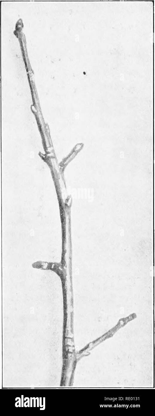 . Essentials of biology presented in problems. Biology. THE STRUCTURE ...