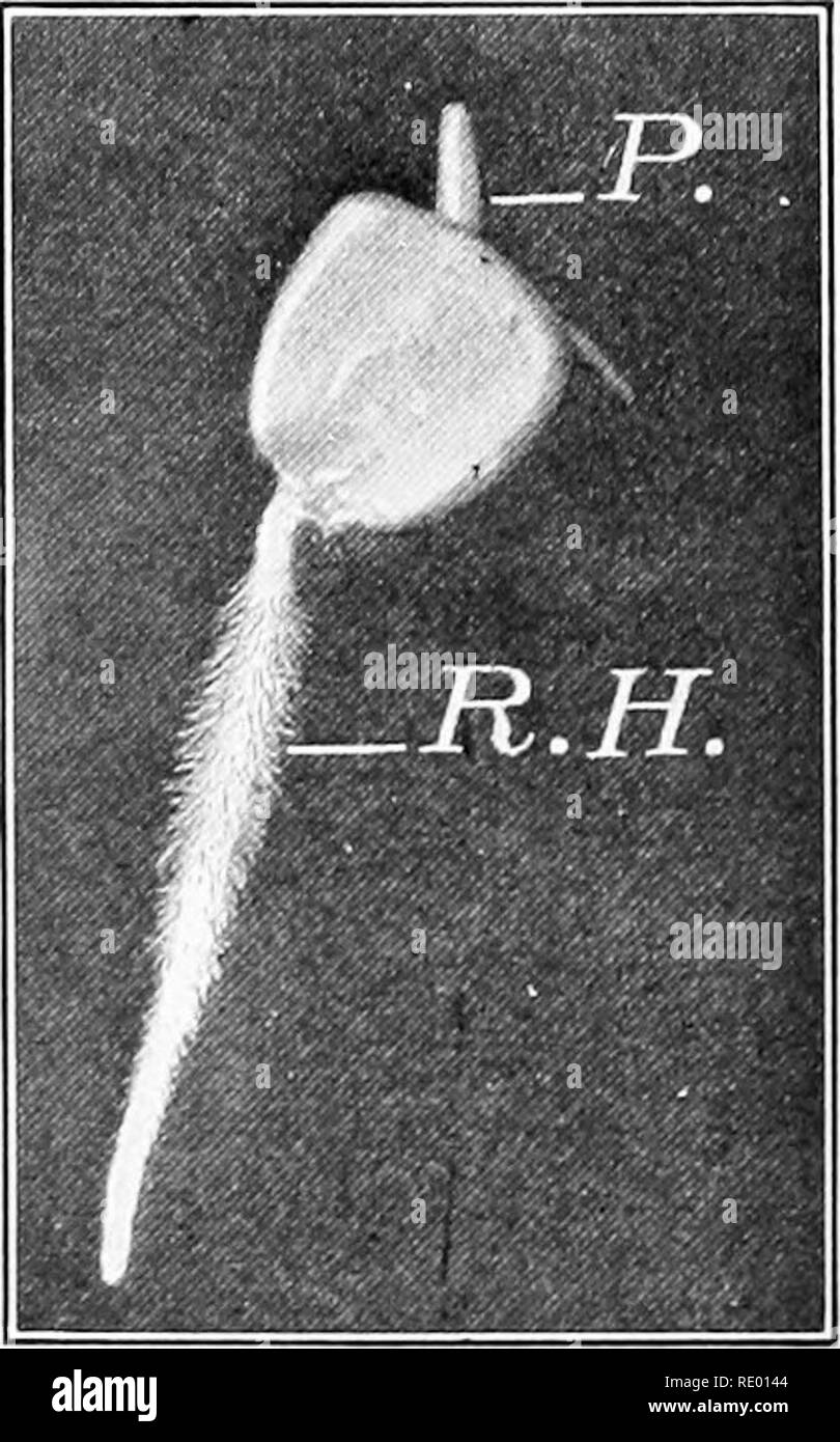 . Essentials of biology presented in problems. Biology. Cross section ...