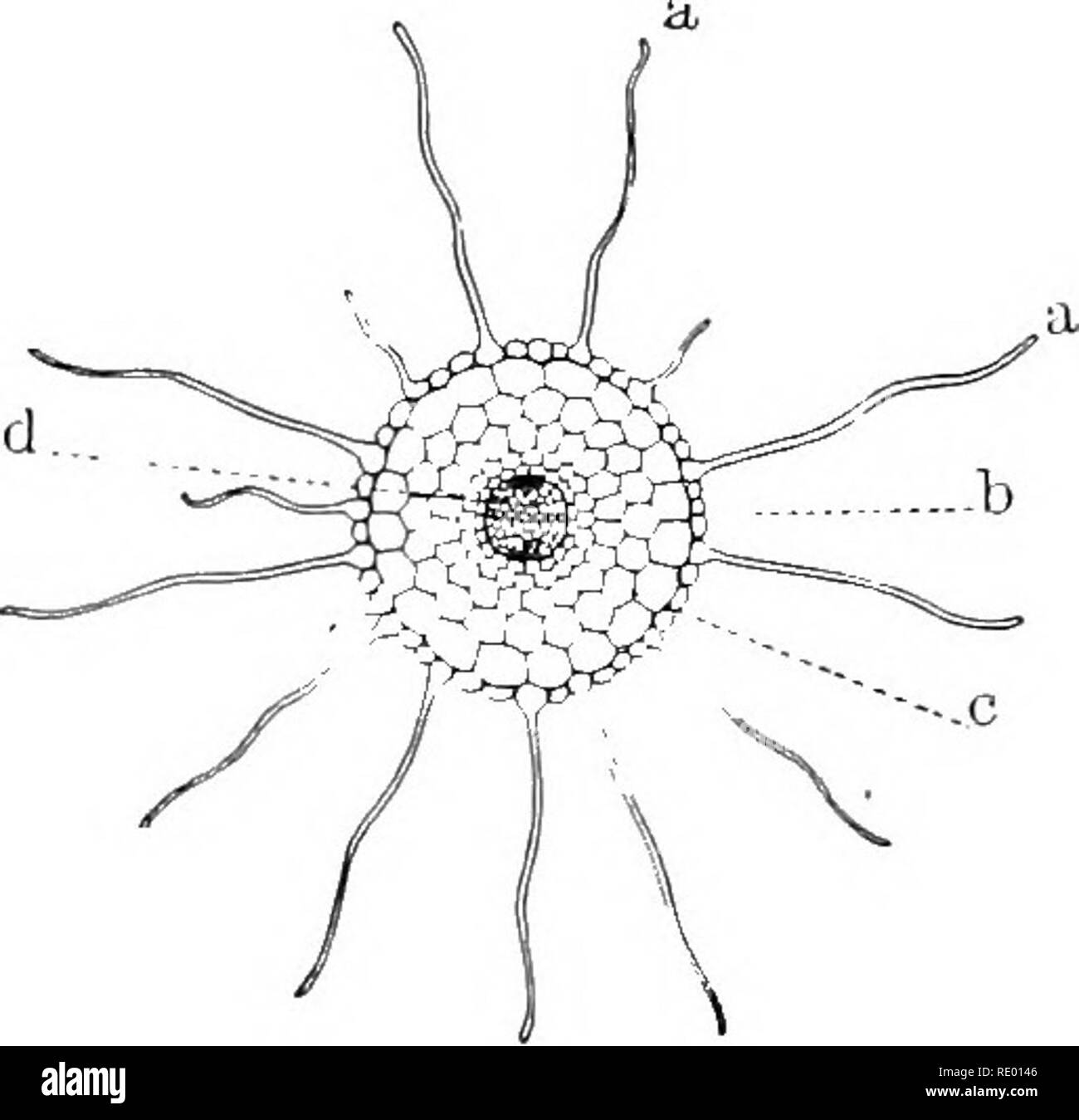 Root hairs of radish hi-res stock photography and images - Alamy