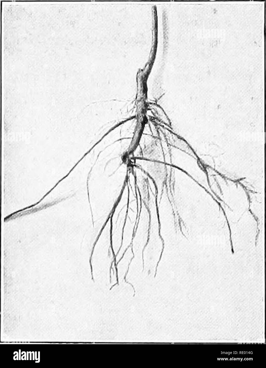 Bean seed in soil Black and White Stock Photos & Images - Alamy