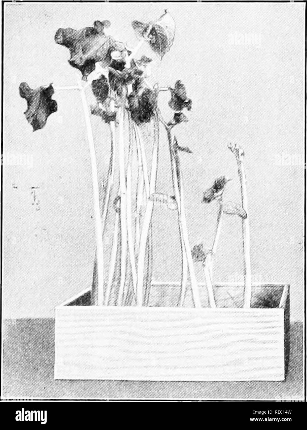 . Essentials of biology presented in problems. Biology. A series of ...