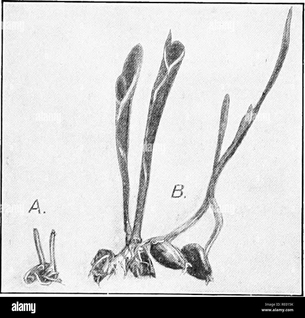 Corn cracker Black and White Stock Photos & Images - Alamy