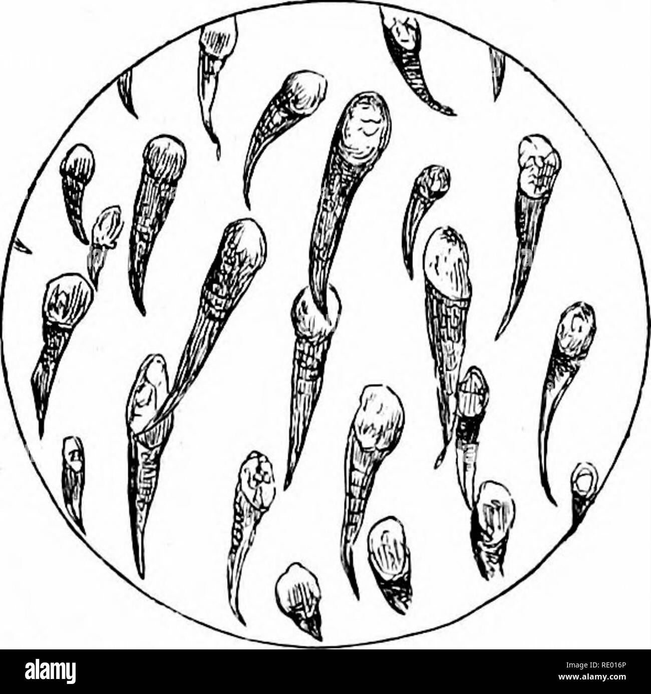 Disgusting insect Black and White Stock Photos & Images - Alamy