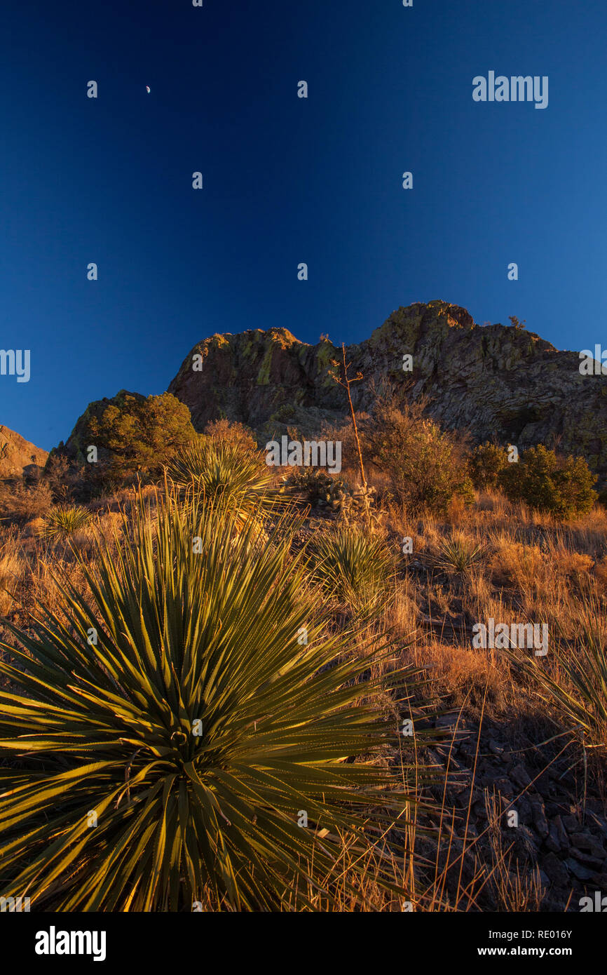 A half moon sits in deep blue skies above a yucca in Soledad Canyon ...