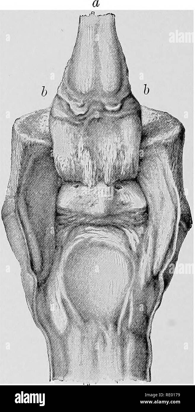 . Diseases of the horse's foot . Hoofs; Horses. 432 DISEASES OF THE ...