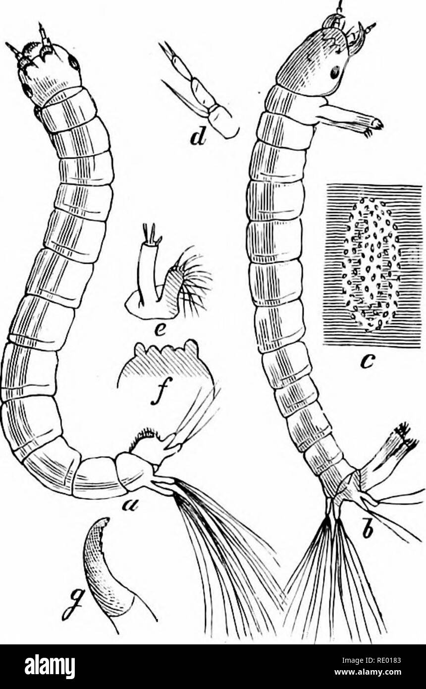 Chironomus Black and White Stock Photos & Images - Alamy