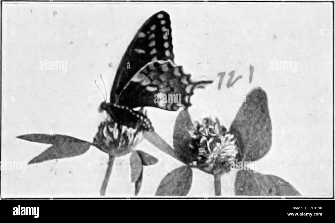 Labial palps structures Black and White Stock Photos & Images - Alamy