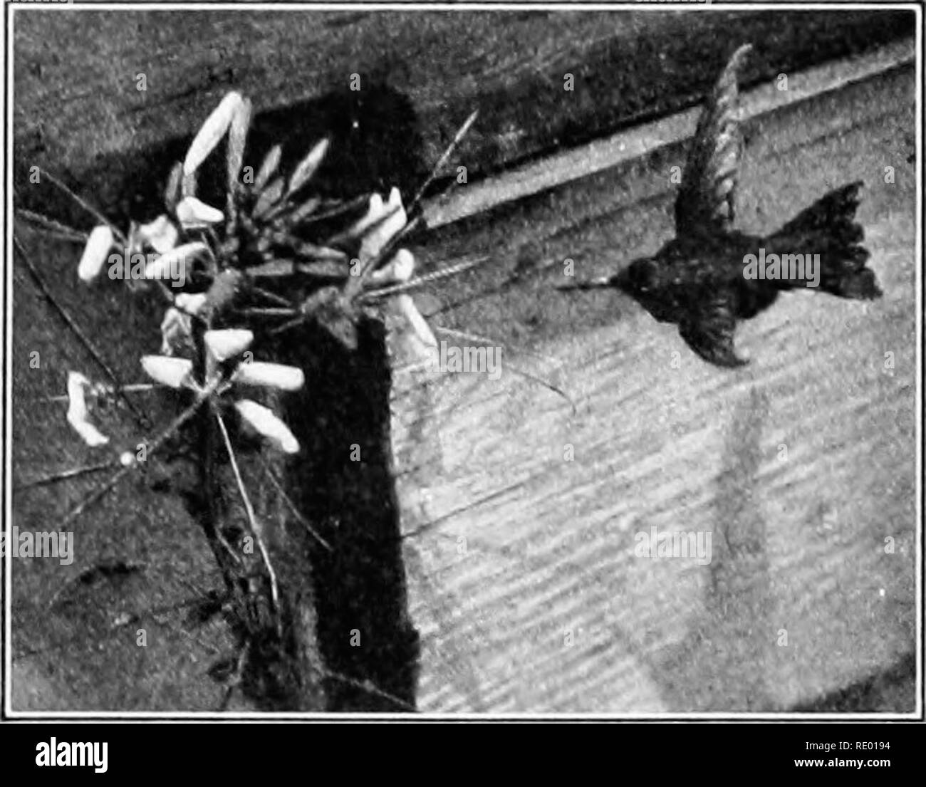 Labial palps structures Black and White Stock Photos & Images - Alamy
