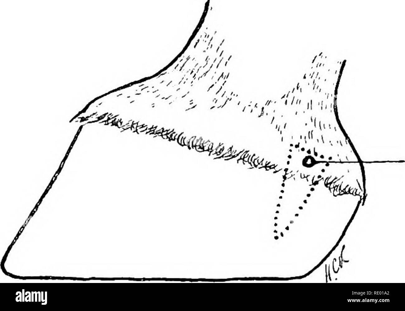 how to draw horse feet