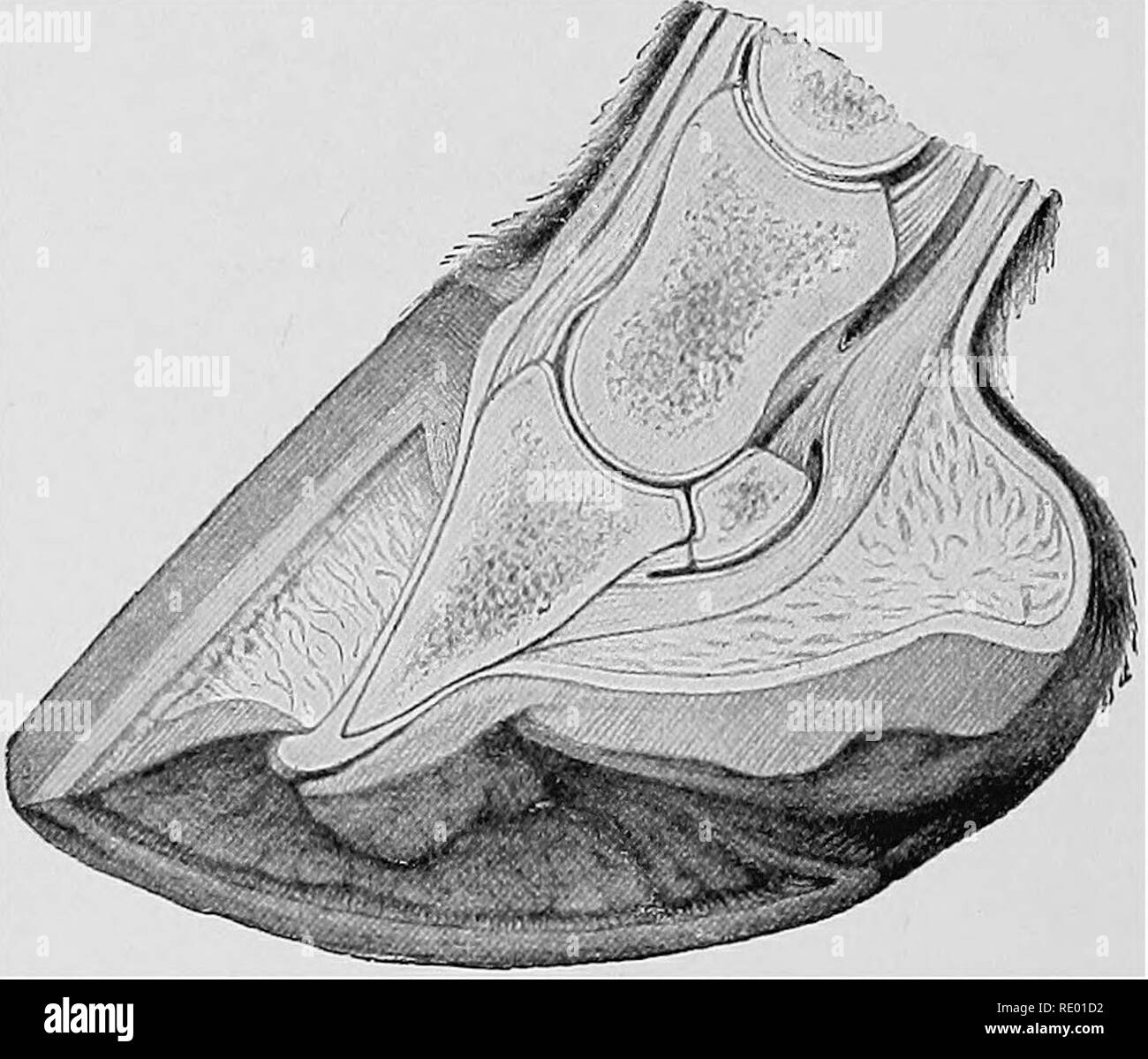 . Diseases of the horse's foot . Hoofs; Horses. 286 DISEASES OP THE ...