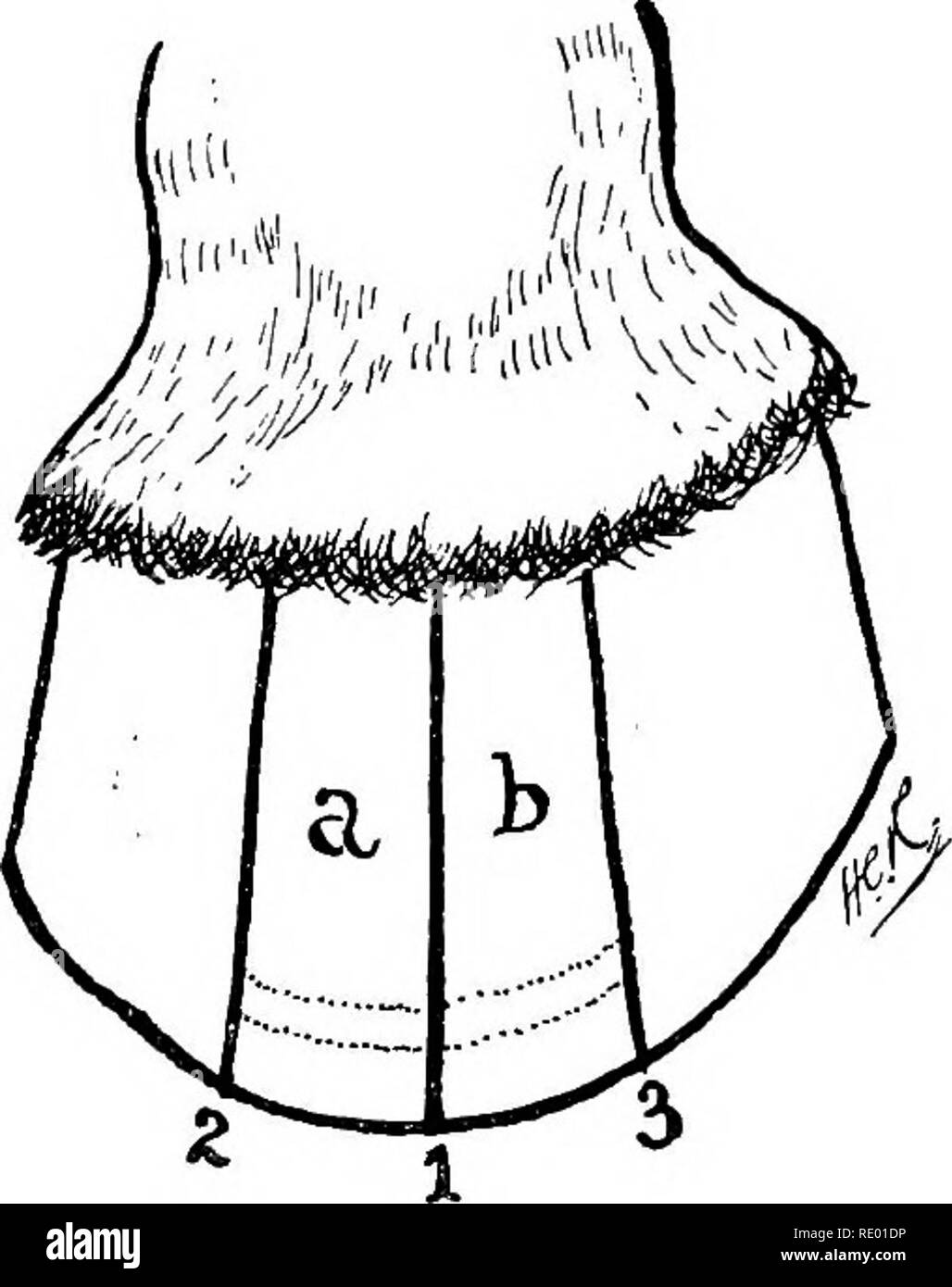 Diagram of the horse's hoof Cut Out Stock Images & Pictures - Alamy
