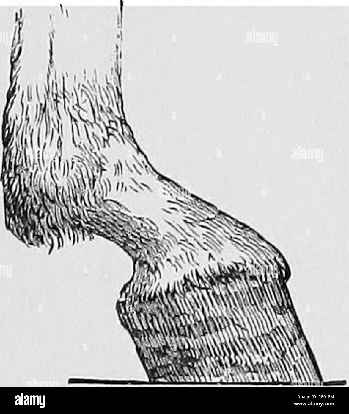 . A text-book of horseshoeing for horseshoers and veterinarians ...