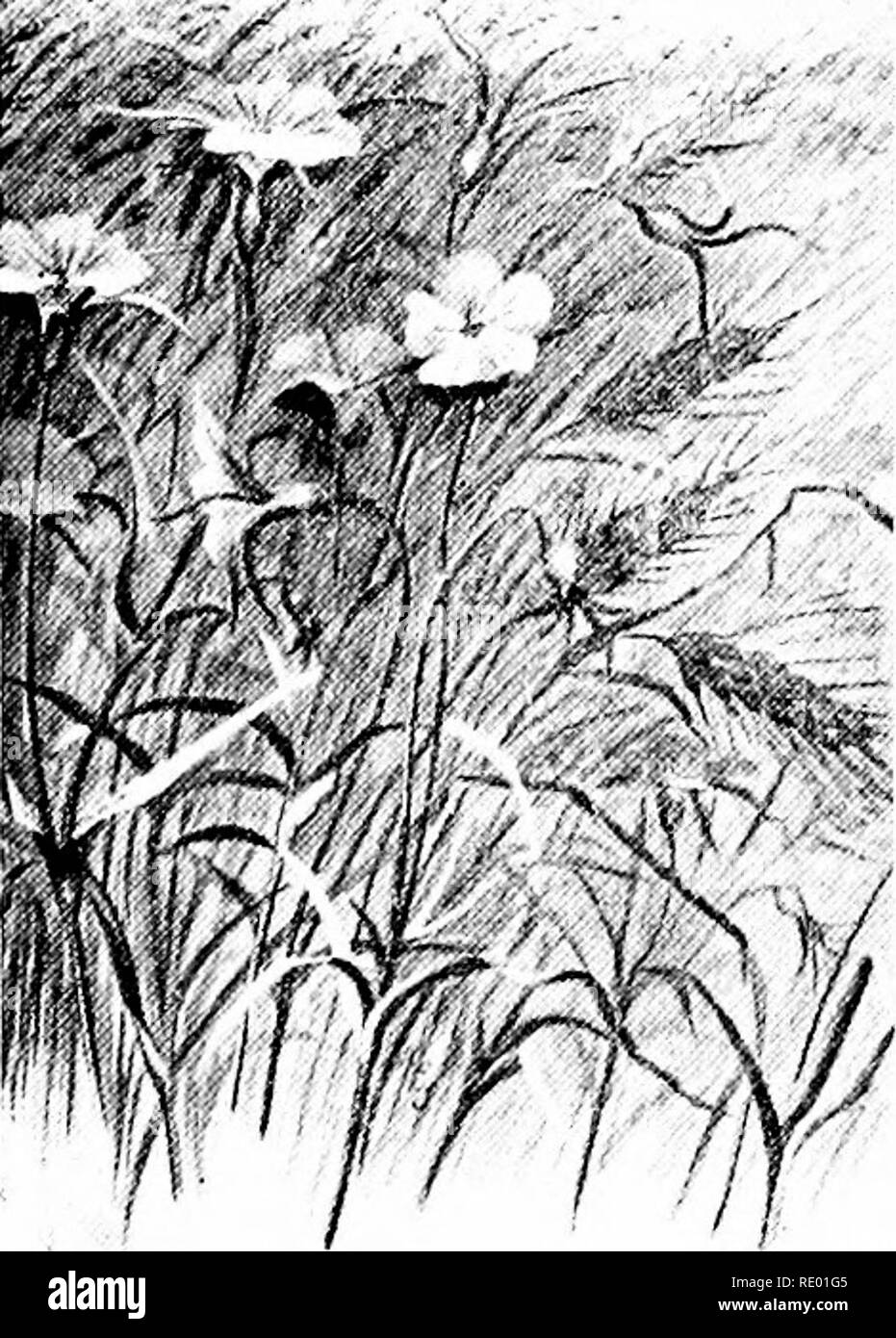 Wheat and tares hi-res stock photography and images - Alamy