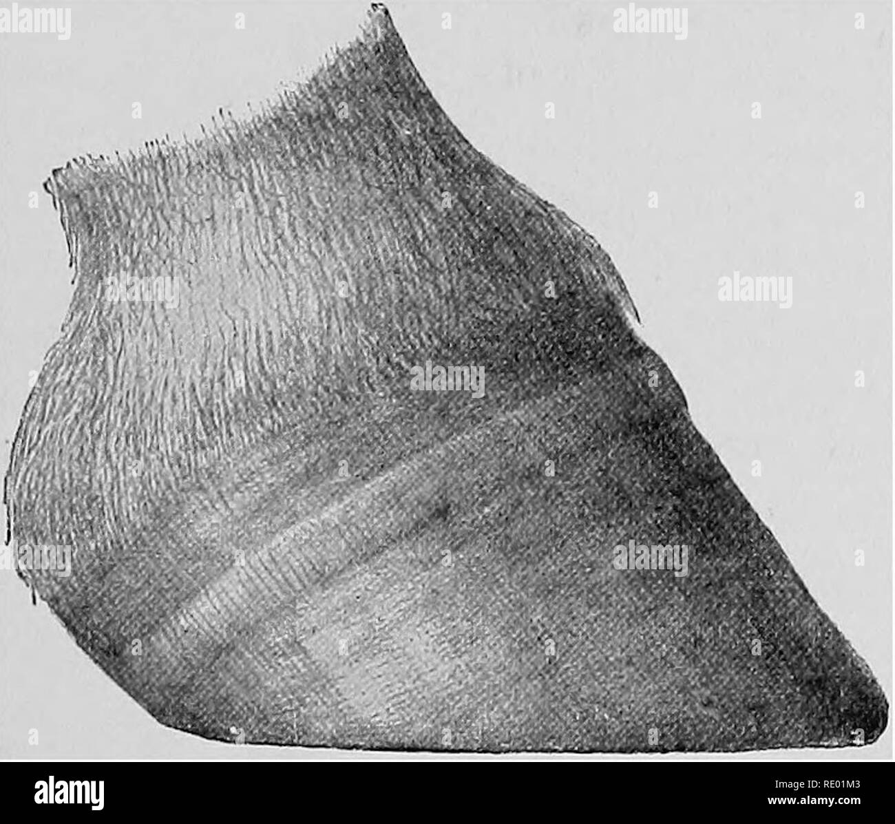 Treated like an animal hi-res stock photography and images - Alamy