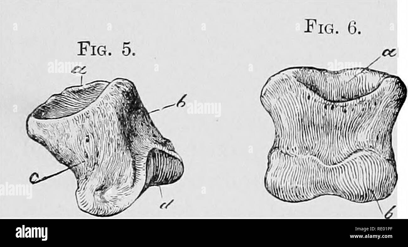 Sesamoid bones Black and White Stock Photos & Images - Alamy