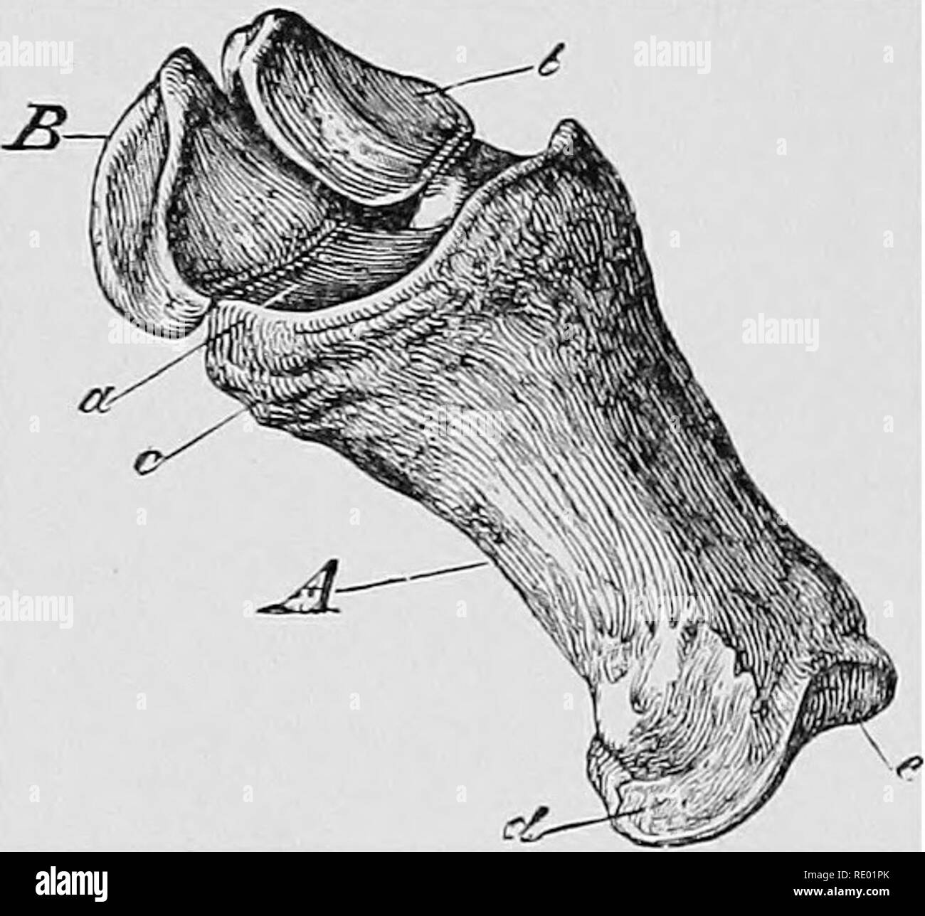 . A text-book of horseshoeing for horseshoers and veterinarians ...