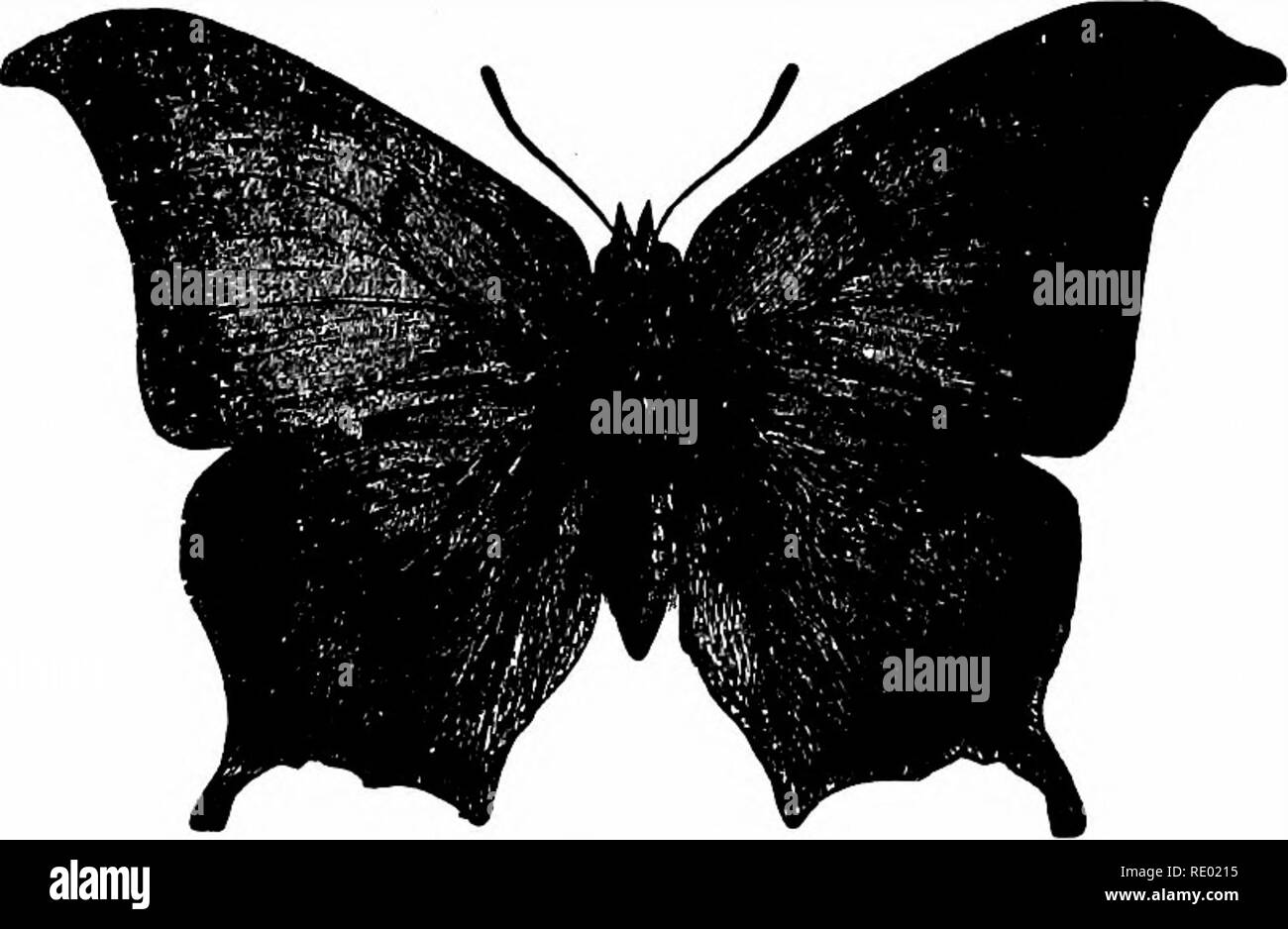 Dark blue butterfly Black and White Stock Photos & Images - Alamy