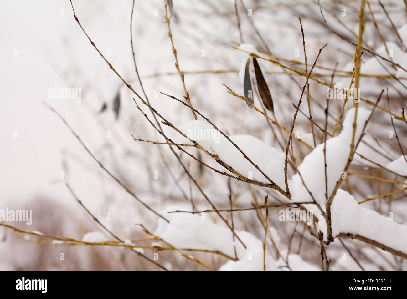 Branches of bush covered with snow and ice close-up at winter landscape ...