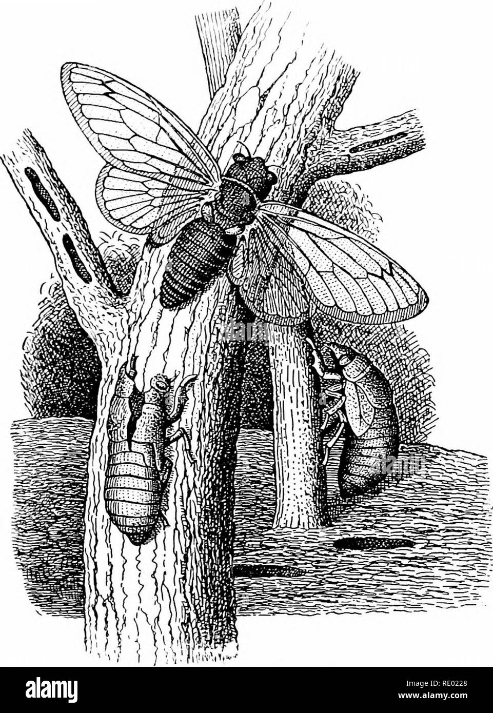 Cicada on a branch Black and White Stock Photos & Images - Alamy