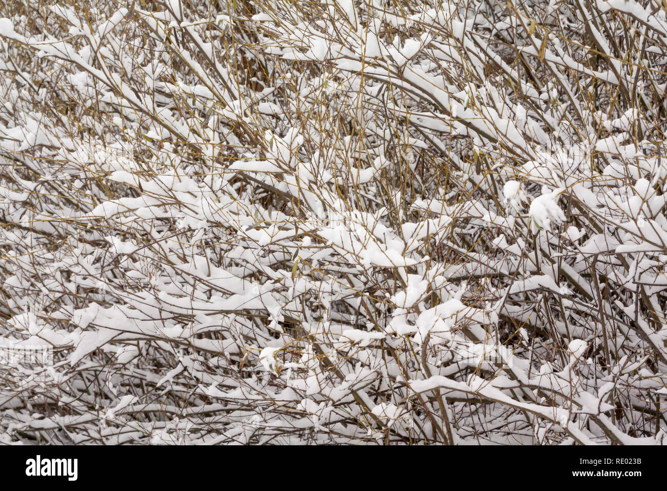 Texture of bush branches covered with snow and ice close-up at winter ...