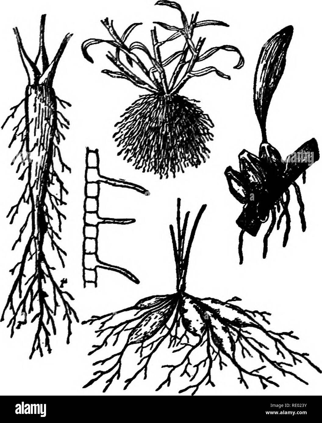 Fibrous root structure hi-res stock photography and images - Alamy