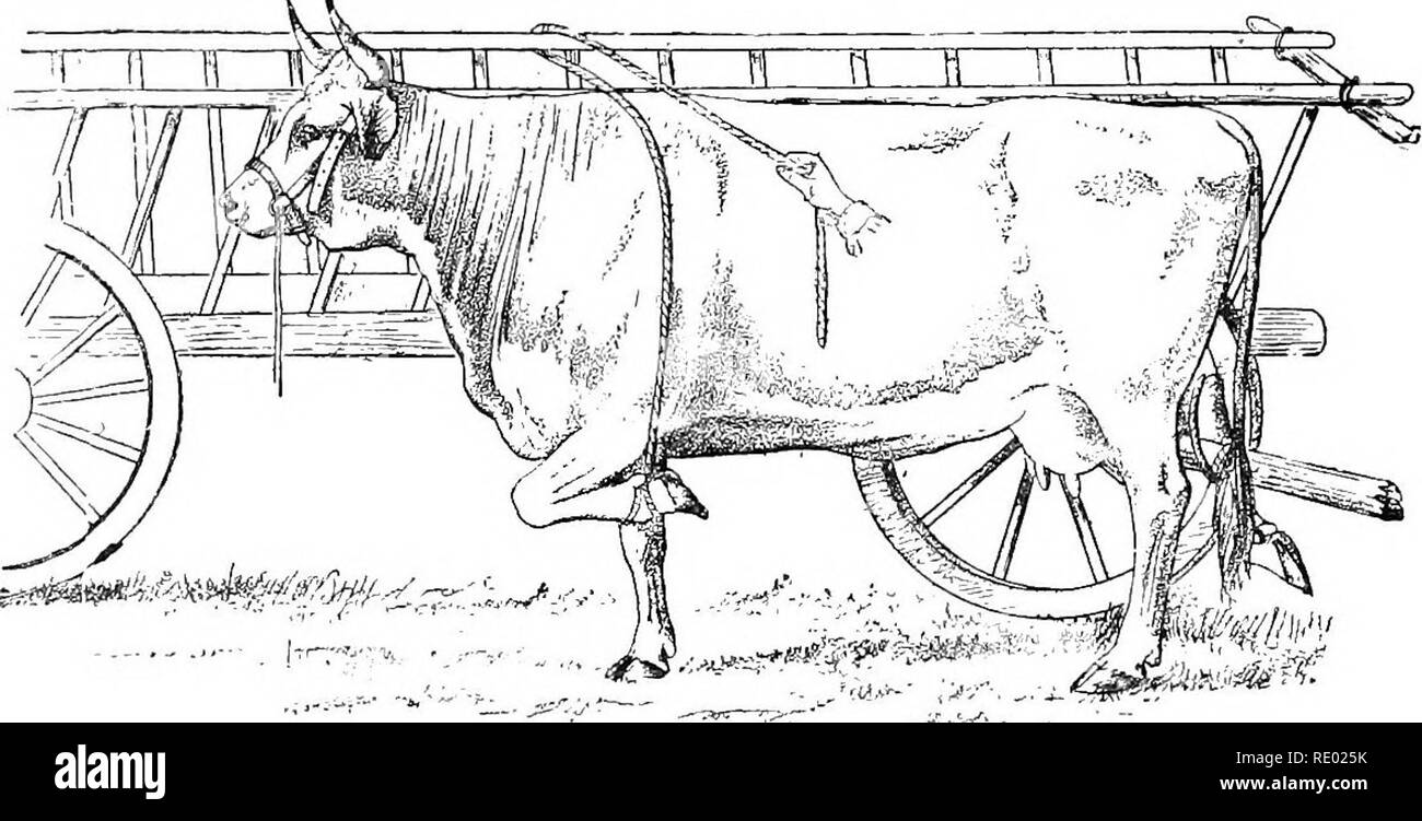 . Diseases of cattle, sheep, goats and swine. Veterinary medicine. 'Jii ...