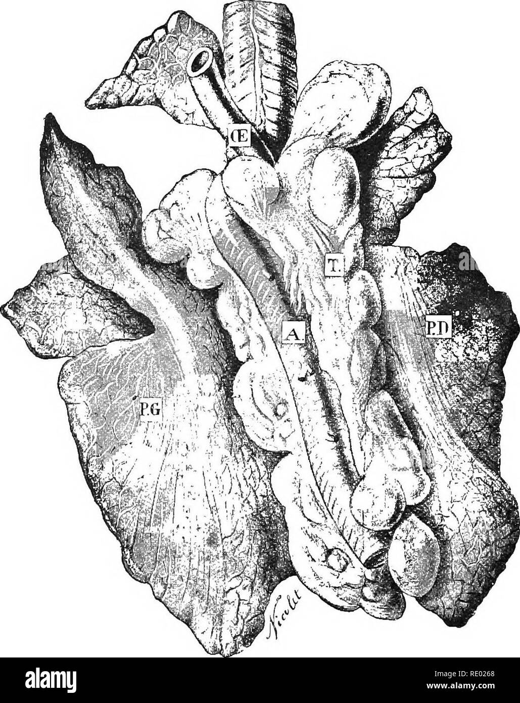 Anterior Jugular Vein Stock Photos & Anterior Jugular Vein Stock Images ...