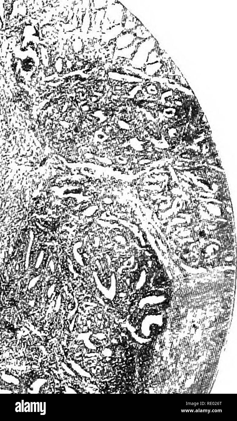 Cow mammary gland hi-res stock photography and images - Alamy