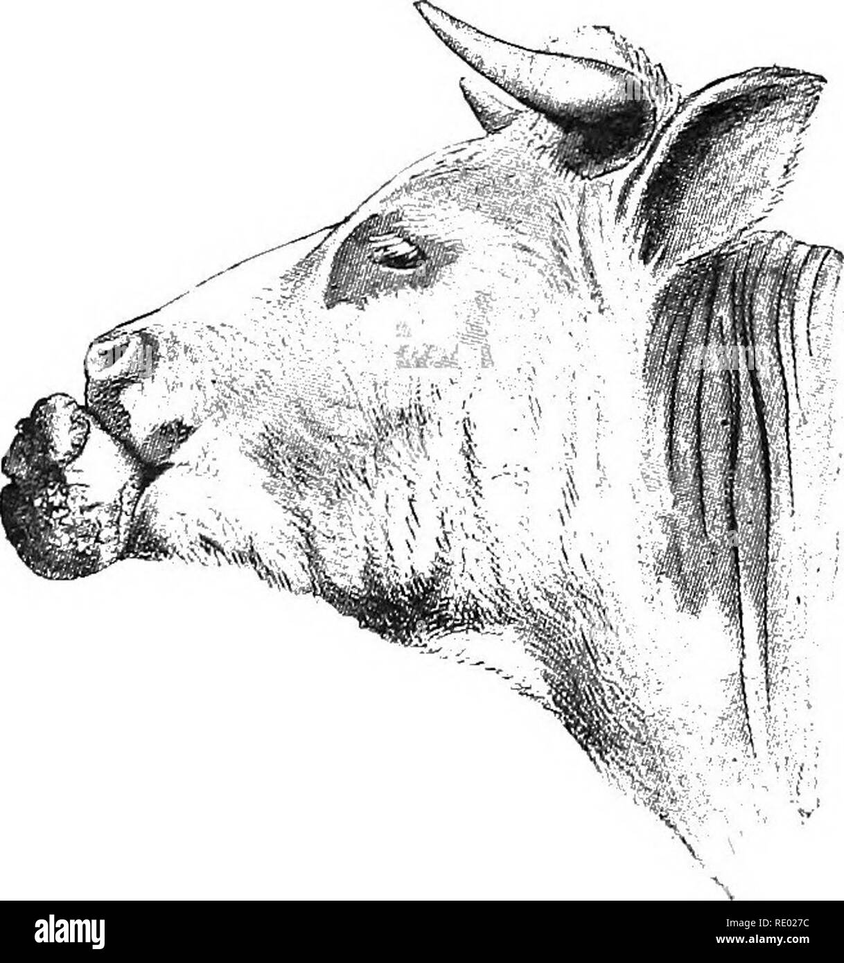 . Diseases of cattle, sheep, goats and swine. Veterinary medicine. 674 ...