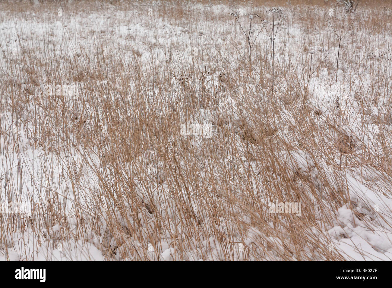 Close-up snow-covered grass in a forest - winter landscape scene Stock ...