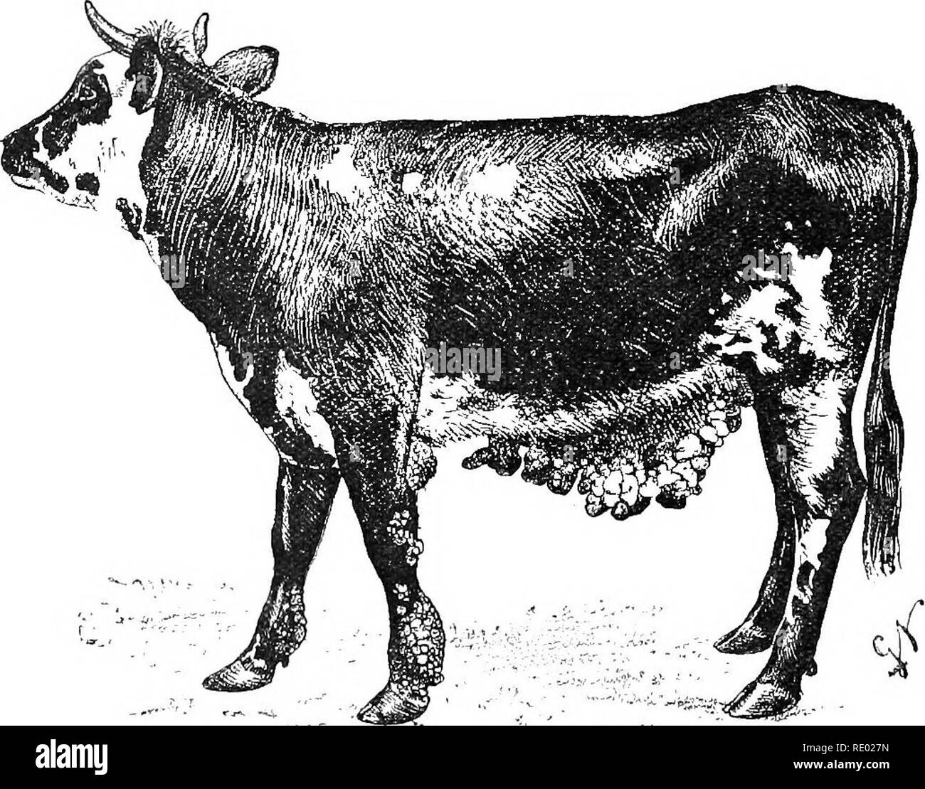 Cattle warts hi-res stock photography and images - Alamy