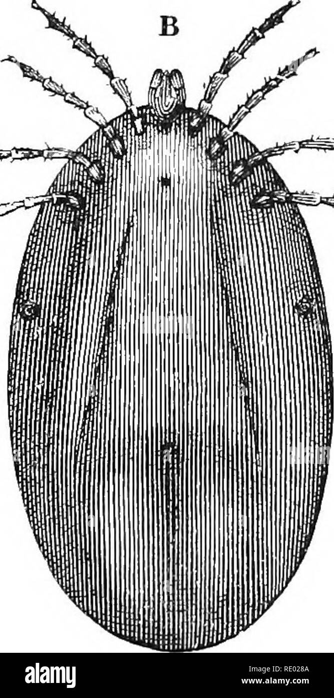 Acariasis hi-res stock photography and images - Alamy