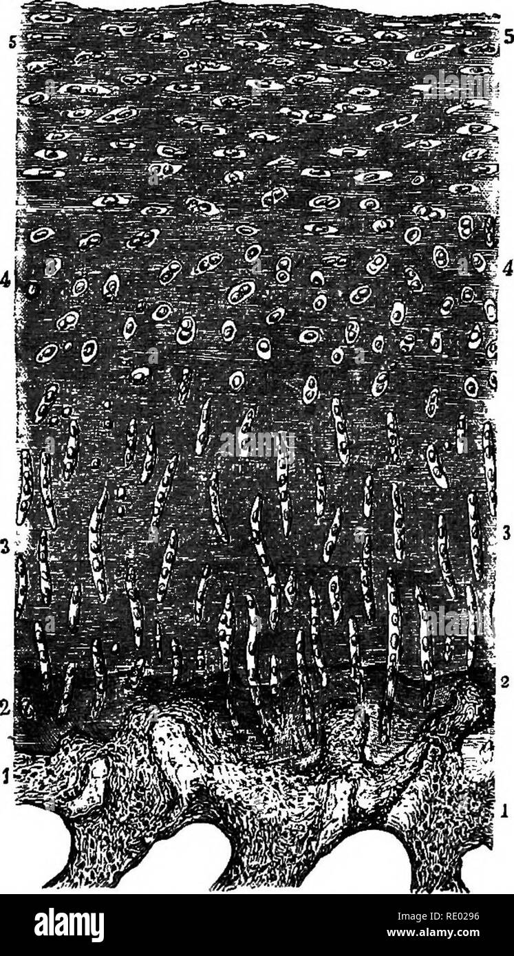 Intermediate lamellae hi-res stock photography and images - Alamy