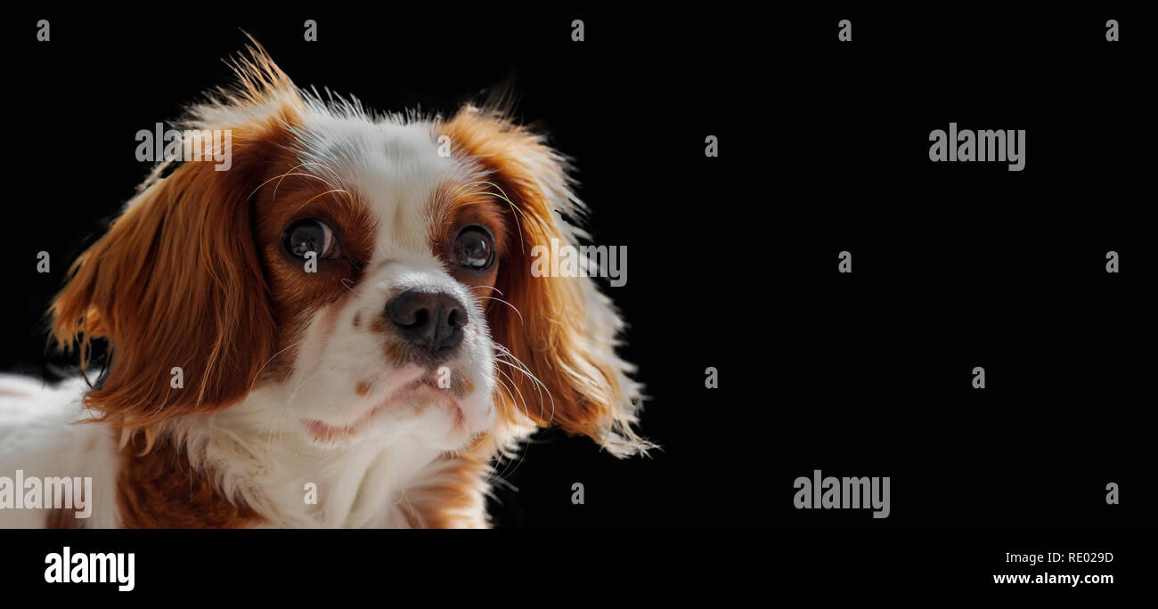 Cavalier King Charles spaniel puppy close up of face isolated on black ...