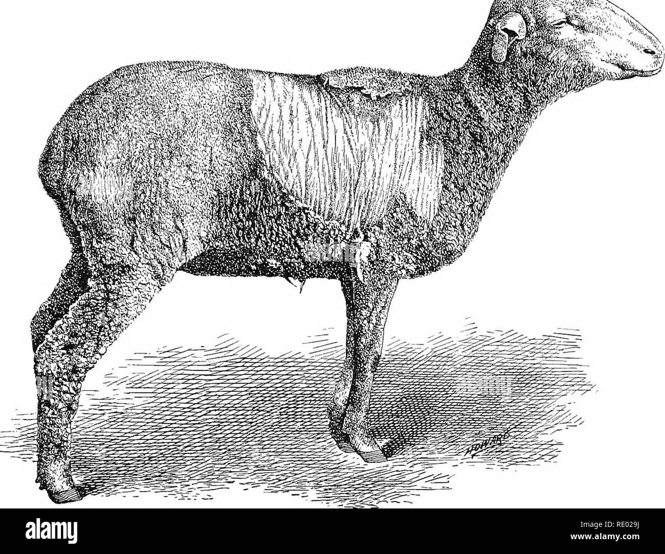 . Diseases of cattle, sheep, goats and swine. Veterinary medicine ...