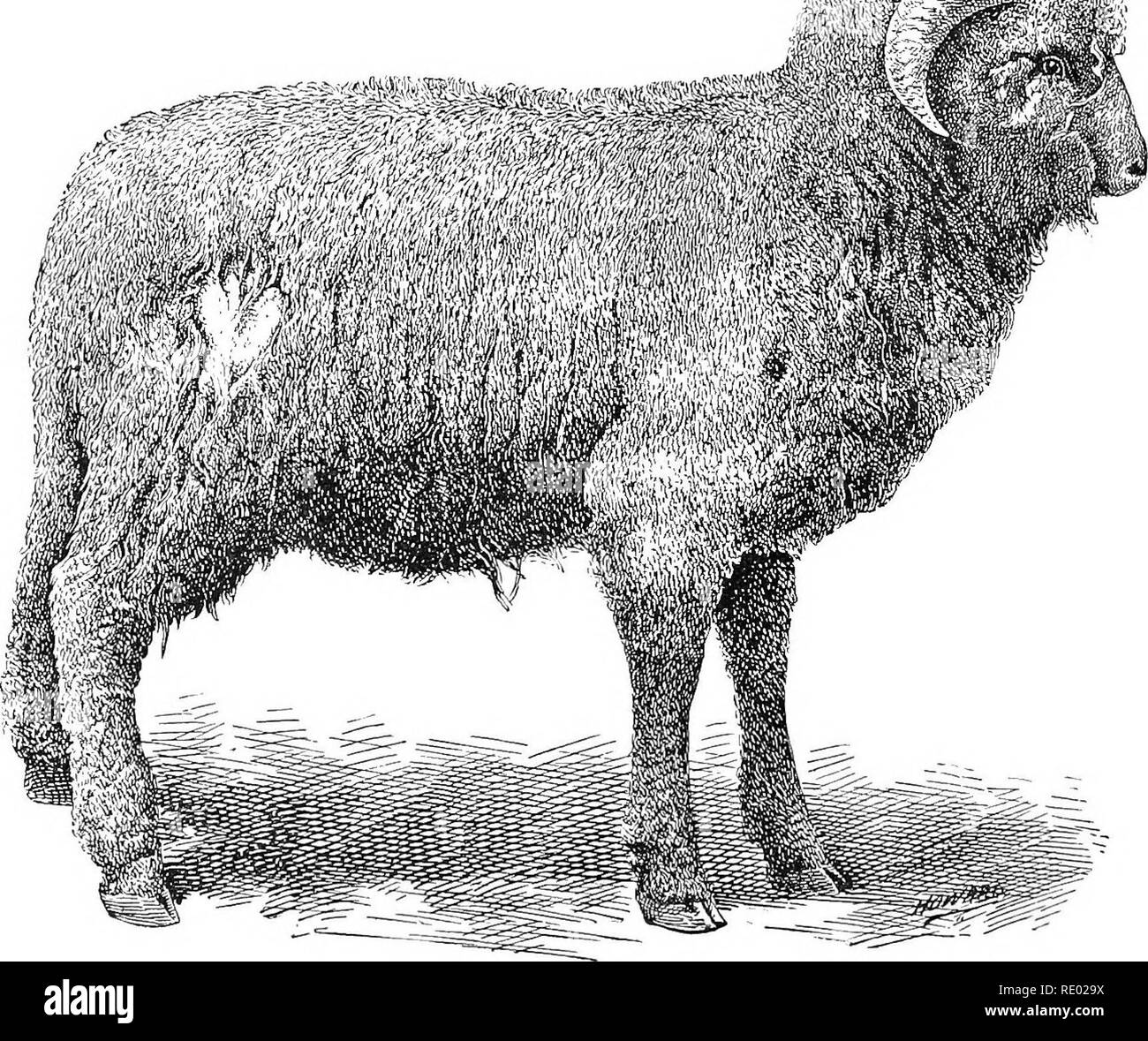 . Diseases of cattle, sheep, goats and swine. Veterinary medicine. 620 ...